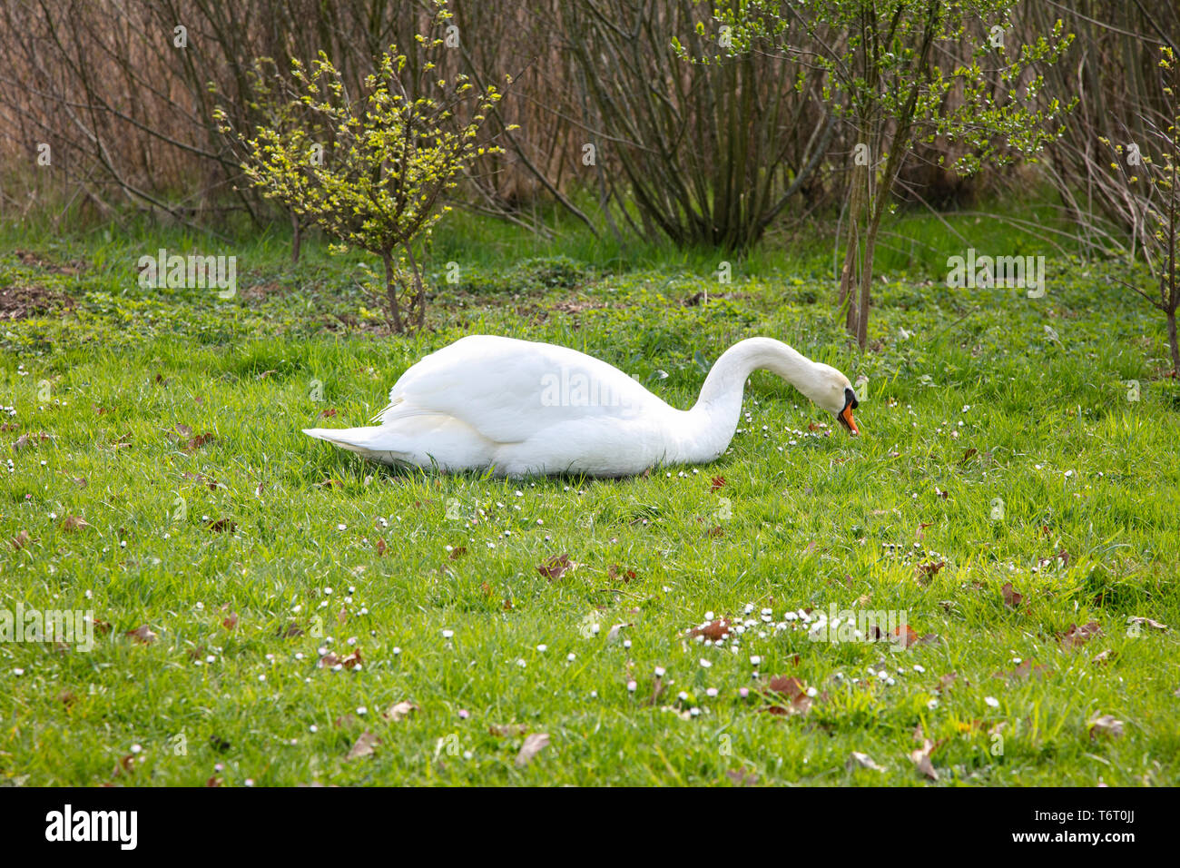 Breeding wild swan feeding hi-res stock photography and images - Alamy