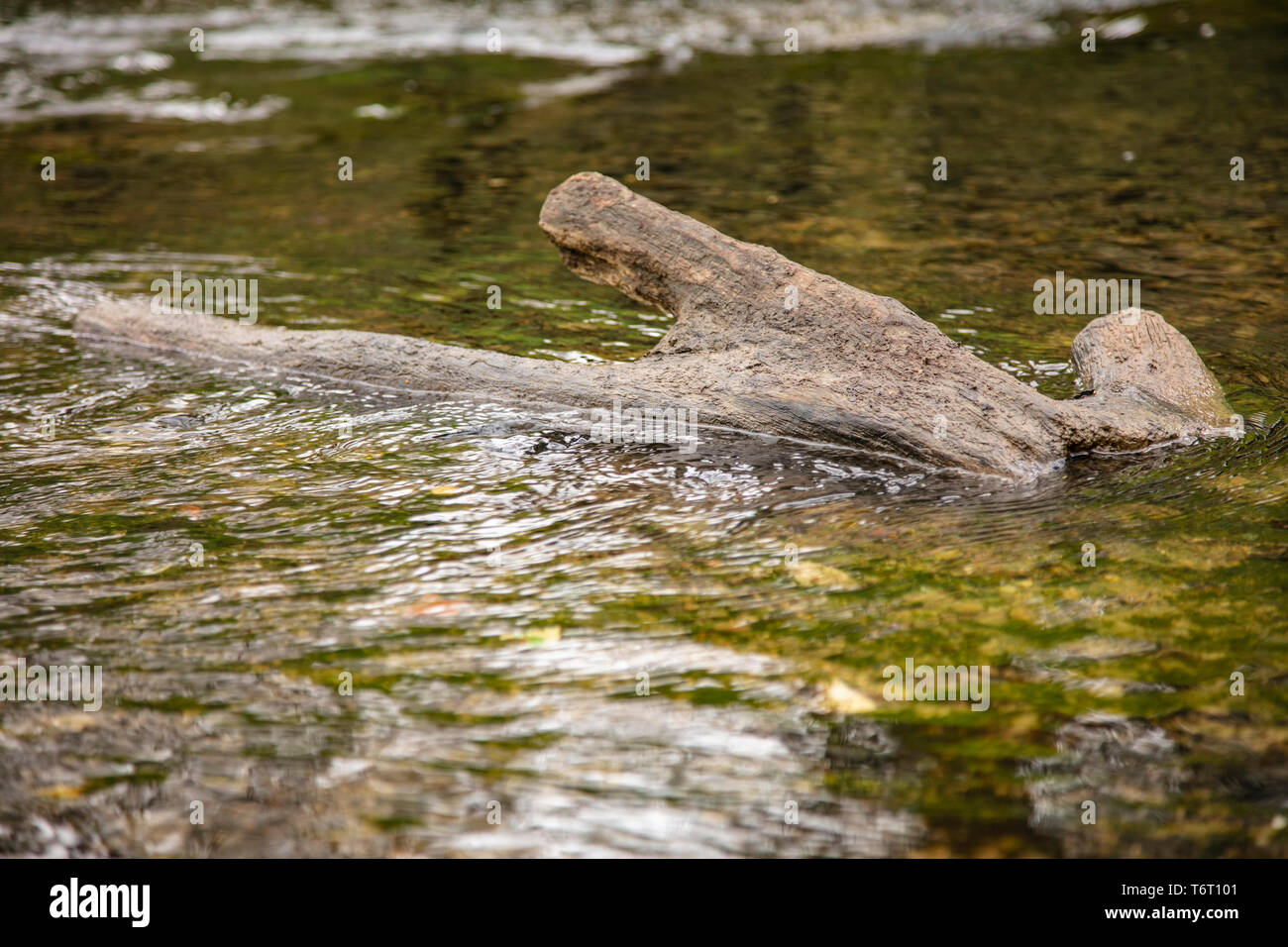 water flows around a piece of tree that lies in the water Stock Photo ...