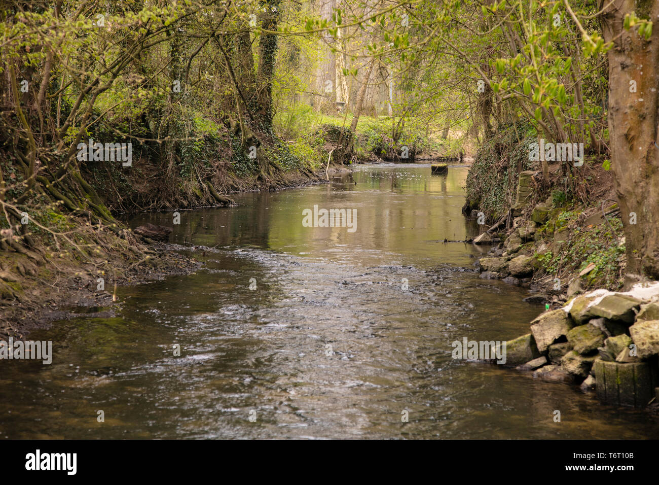 riverbed, trees and thickets on the sides Stock Photo - Alamy