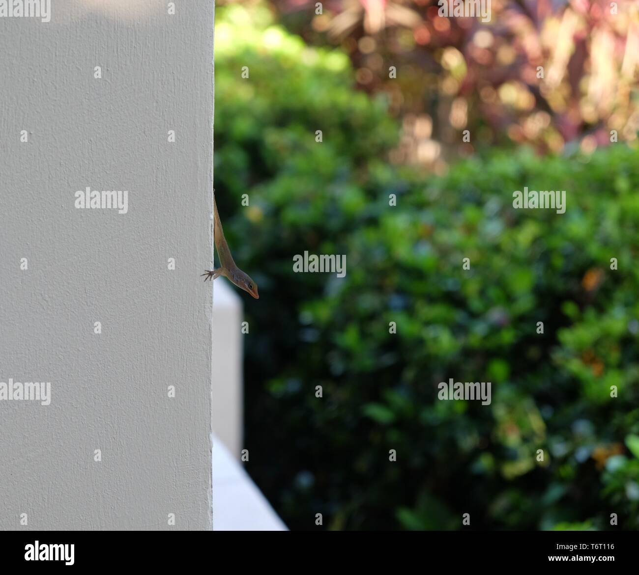 A Picture of a Caribbean Lizard in Antigua Stock Photo - Alamy