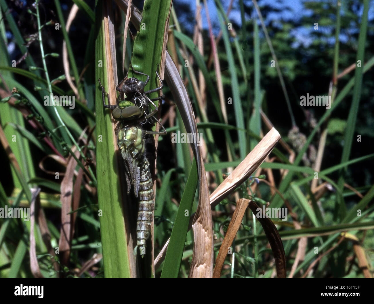 SOUTHERN AESHNA JUST EMERGED (AESHNA CYANEA) Phase 5 Stock Photo - Alamy