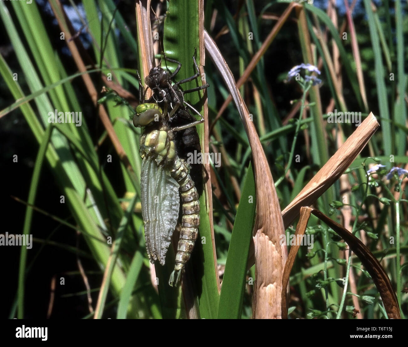 Dragonfly nymph larvae hi-res stock photography and images - Alamy