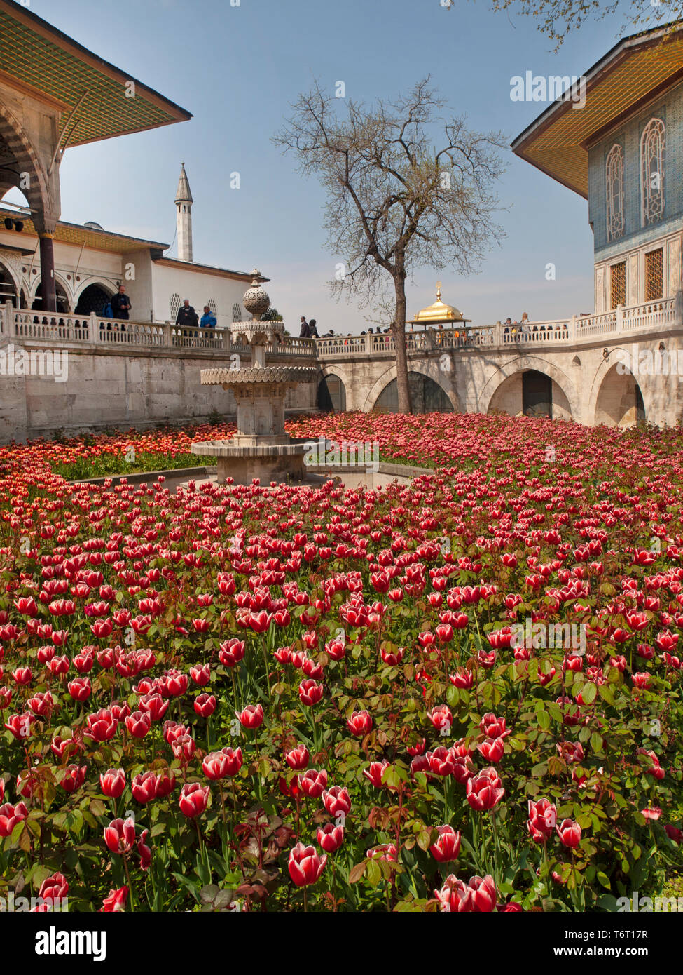Tulips in a courtyard of the Topkapi Palace Stock Photo - Alamy