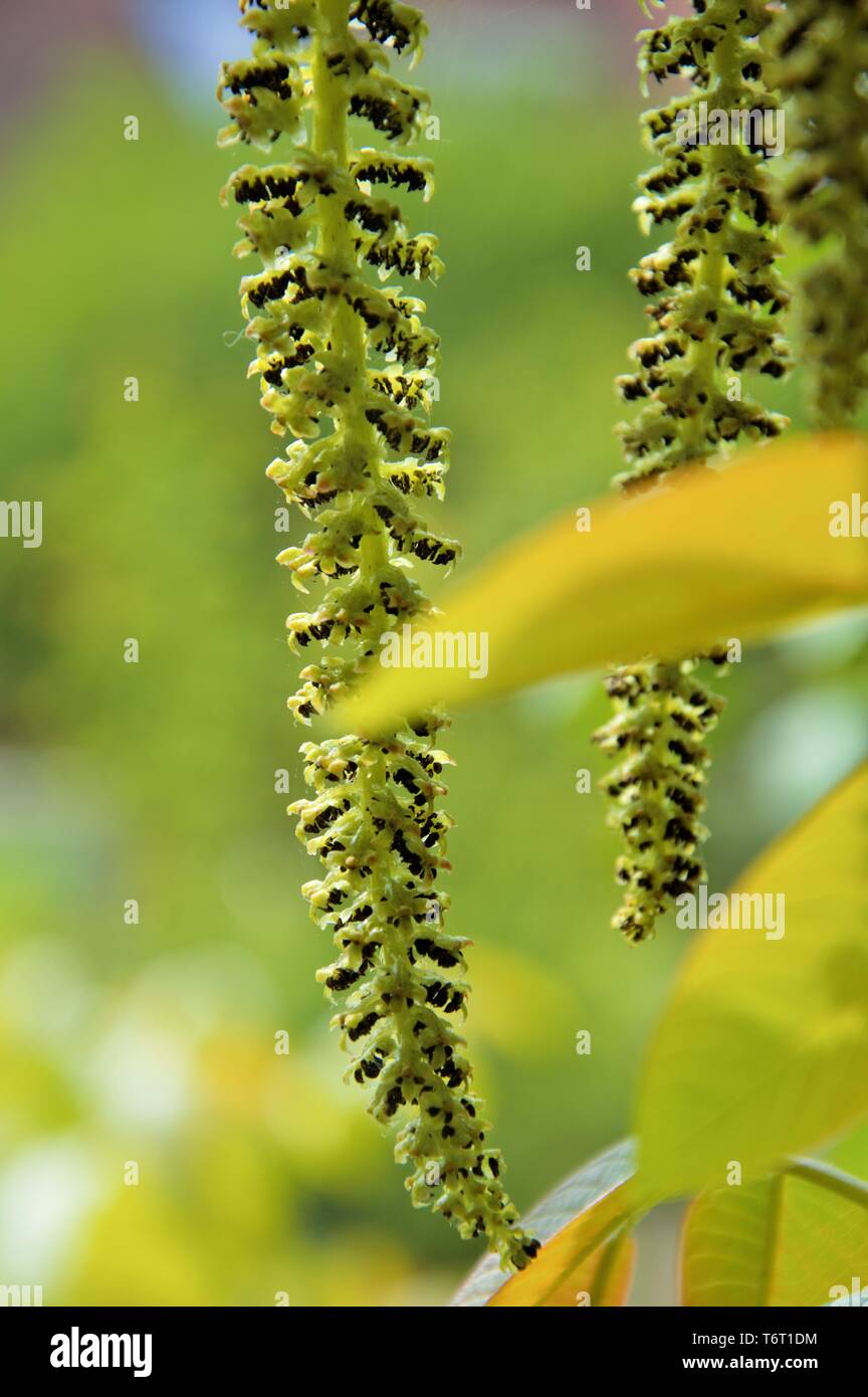 Pollination cycle hi-res stock photography and images - Alamy