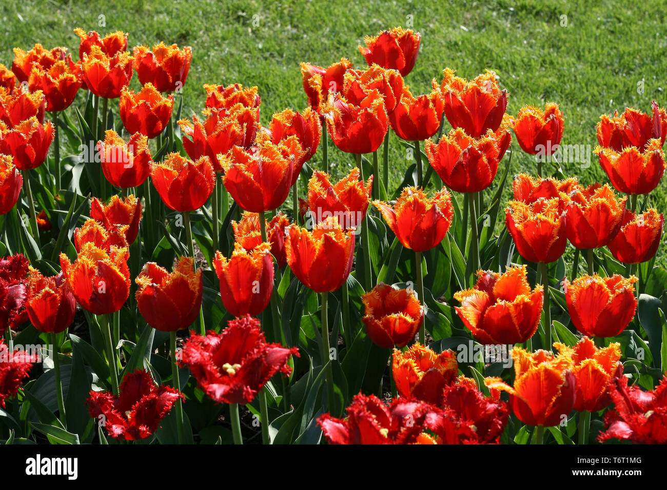 Beautiful scarlet tulips hi-res stock photography and images - Alamy