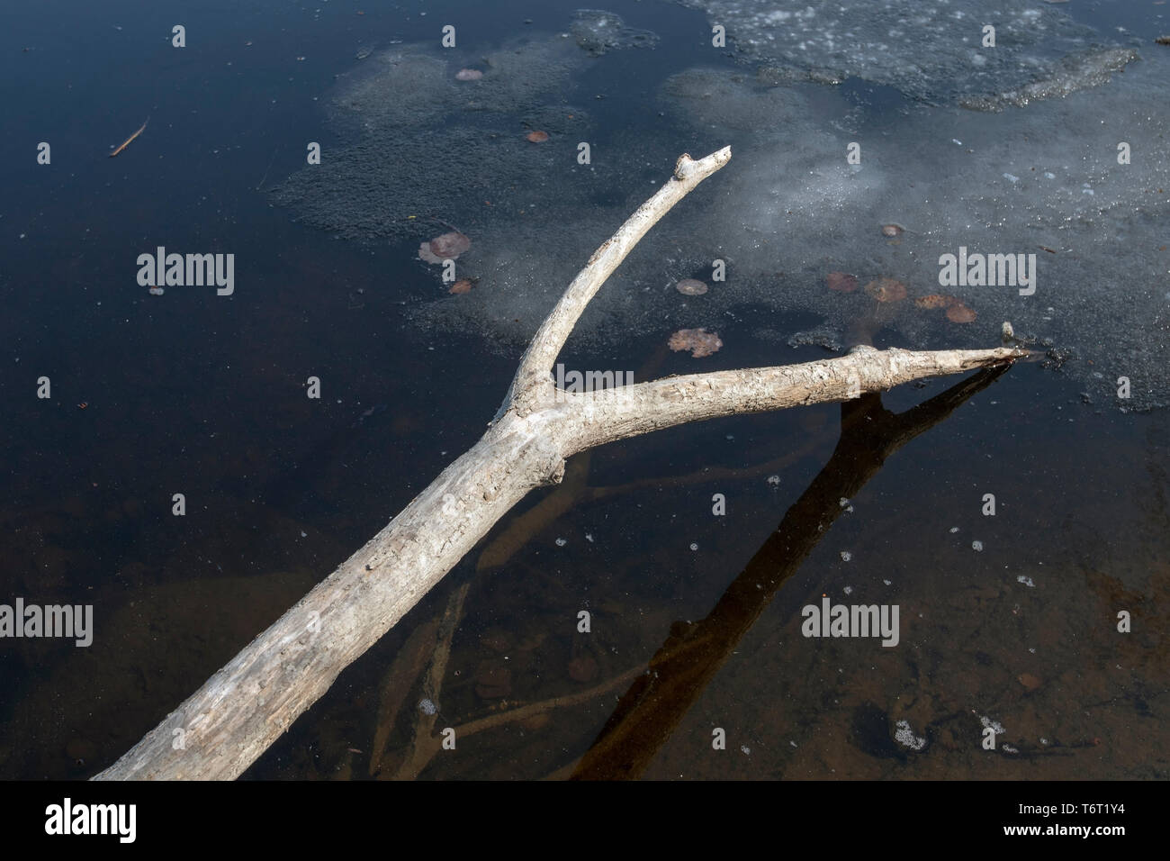 Barkless tree hi-res stock photography and images - Alamy
