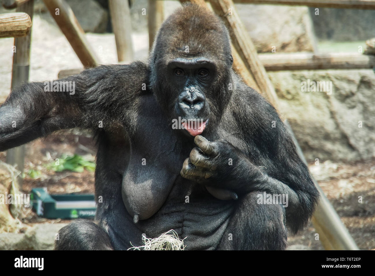 Gorillas are ground-dwelling, predominantly herbivorous apes that ...