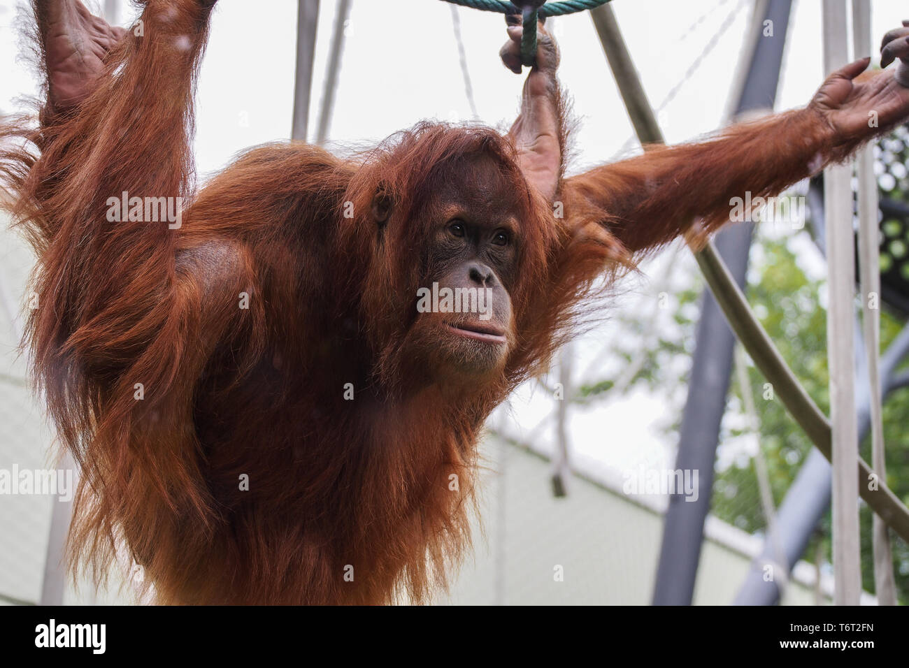 The orangutans, Pongo also spelled orang-utan, orangutang, or orang ...