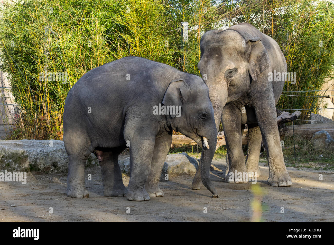 The Asian elephant, Elephas maximus also called Asiatic elephant, is ...