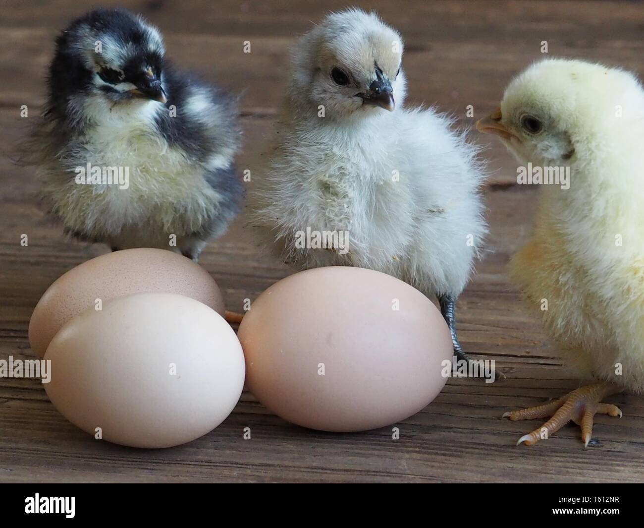 Chicken eggs hatching incubator hi-res stock photography and images - Alamy
