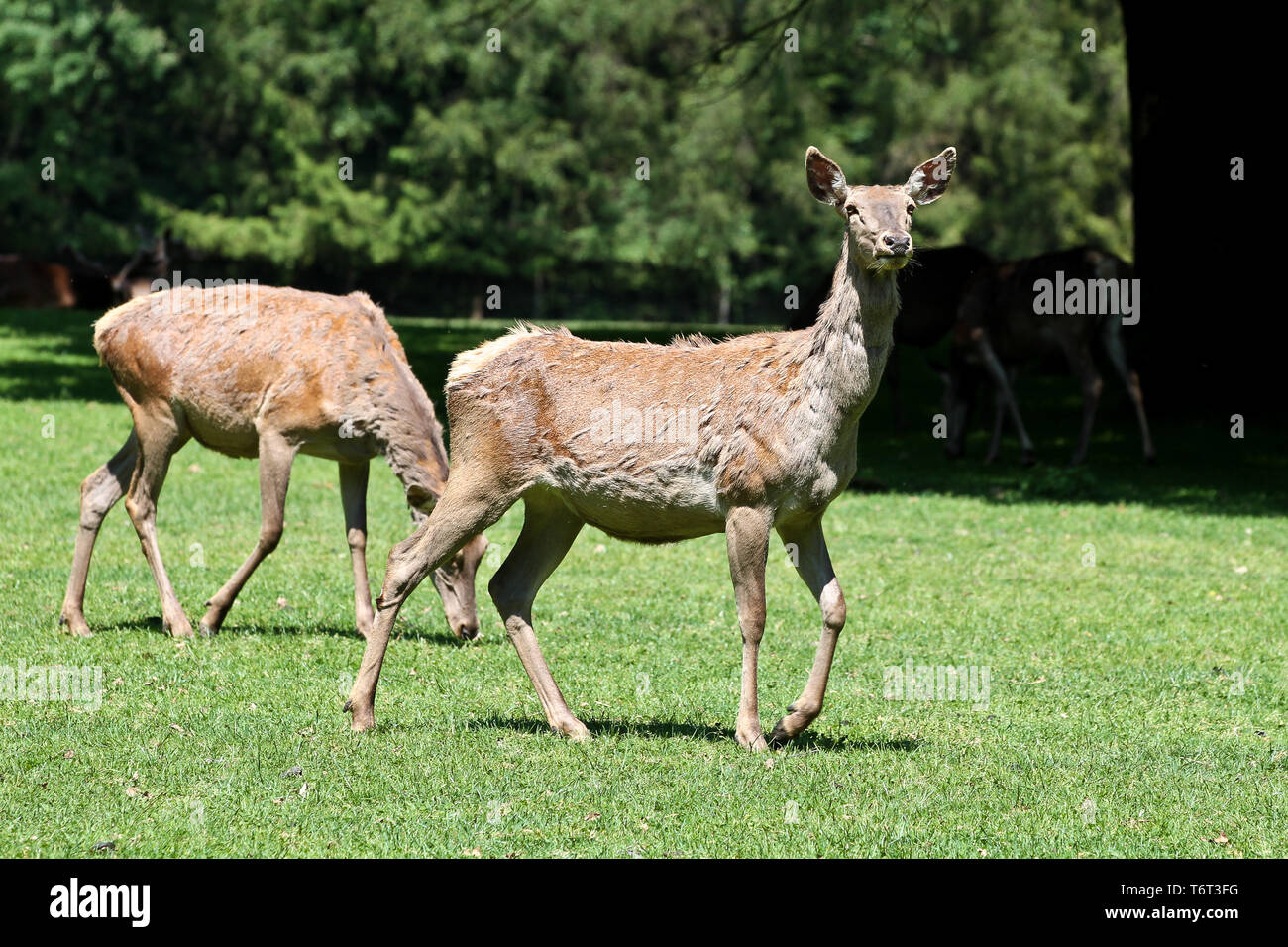 The fallow deer, Dama dama is a ruminant mammal belonging to the family ...