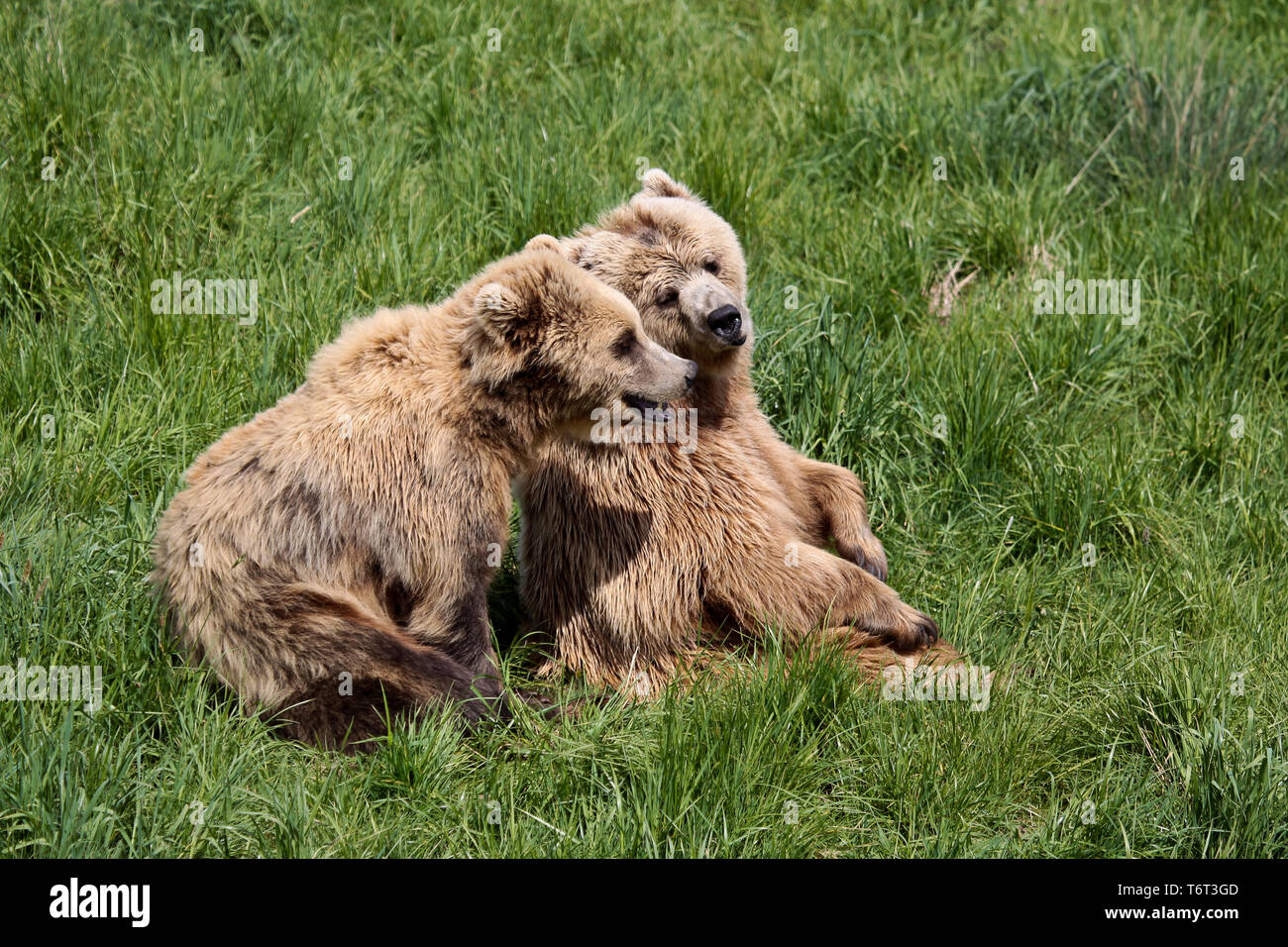 European brown bear, ursus arctos in a park in germany Stock Photo - Alamy