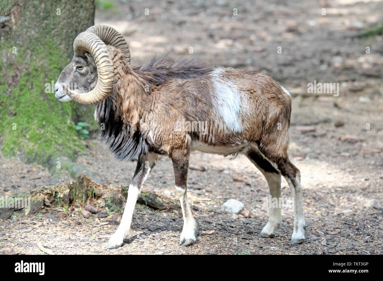 The European mouflon, Ovis orientalis musimon is the westernmost and ...