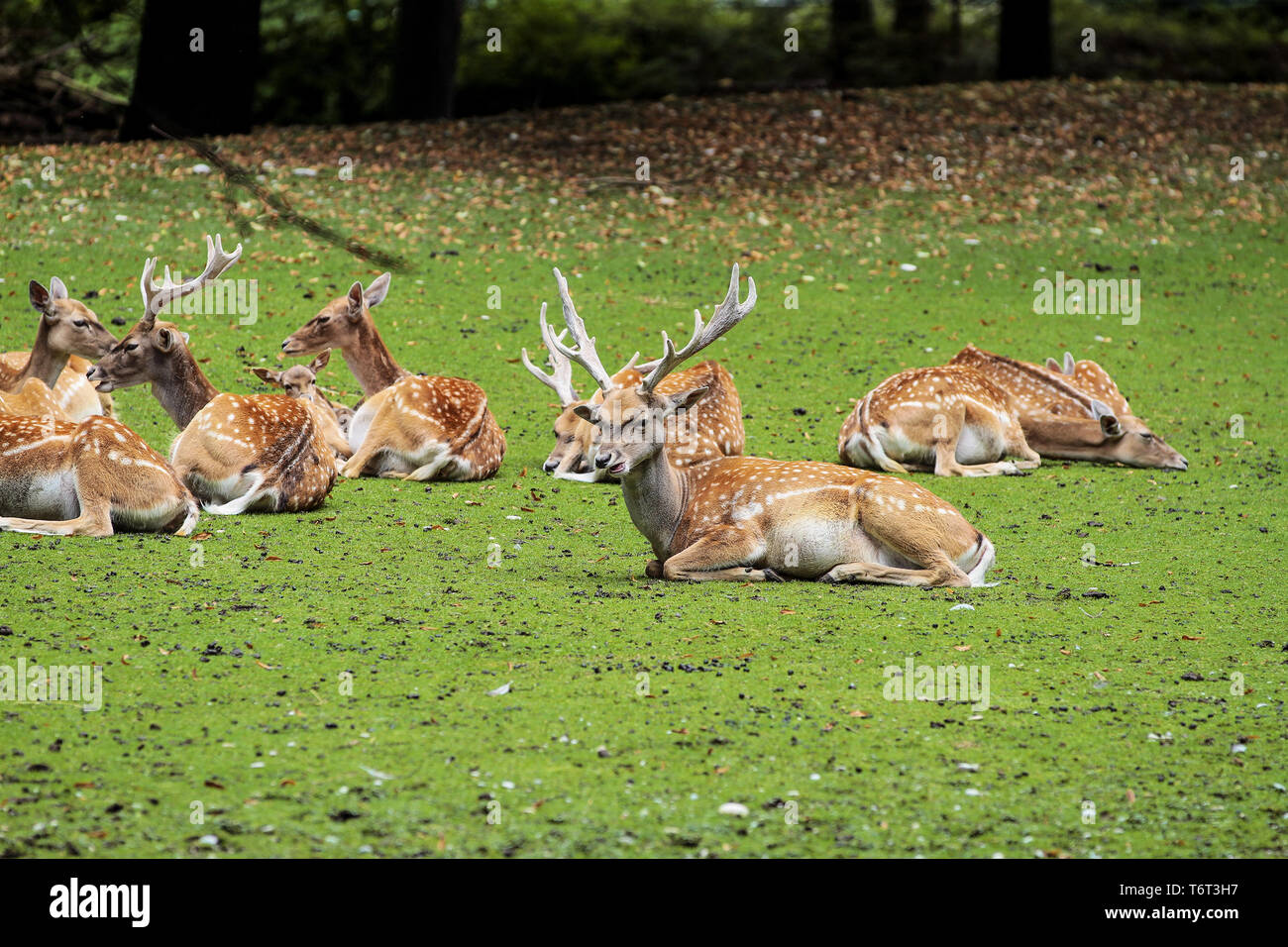 The fallow deer, Dama dama is a ruminant mammal belonging to the family ...