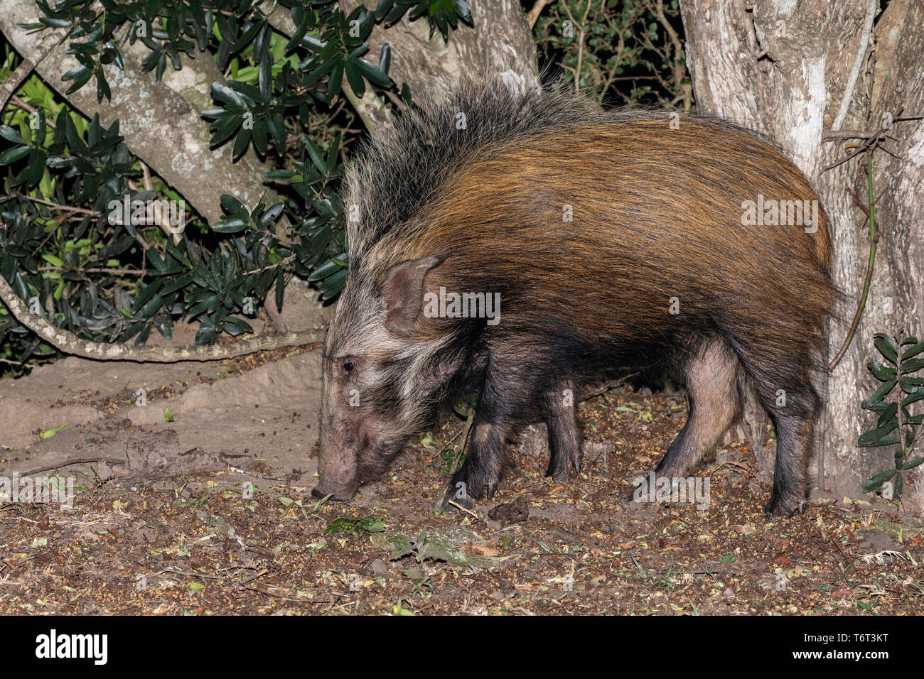 Bush pig (Potamochoerus larvatus), Mpila camp, iMfolozi game reserve ...
