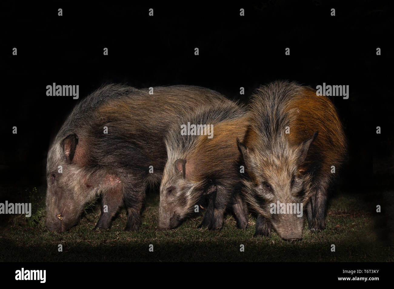 Bush pigs (Potamochoerus larvatus), Mpila camp, iMfolozi game reserve ...