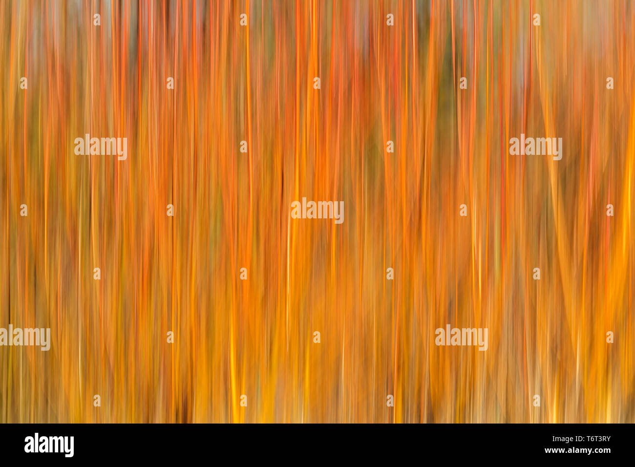 Winter willow tree hi-res stock photography and images - Alamy