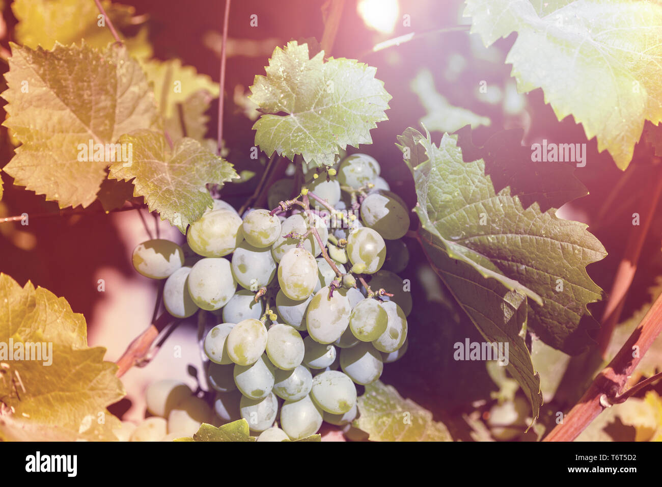 Vineyard peach hi-res stock photography and images - Alamy