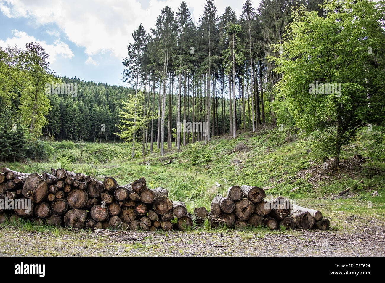 Logging at clearing Stock Photo - Alamy