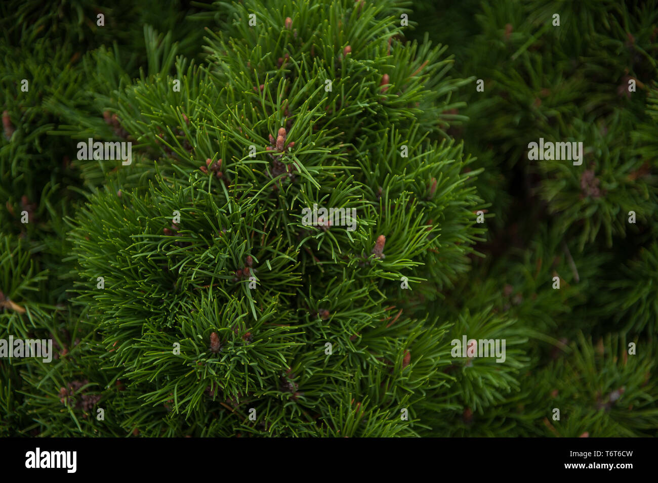 Background texture of fir tree branches Stock Photo - Alamy