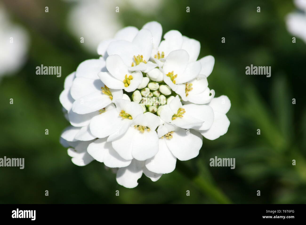 Candytuft, genus Iberis Stock Photo - Alamy