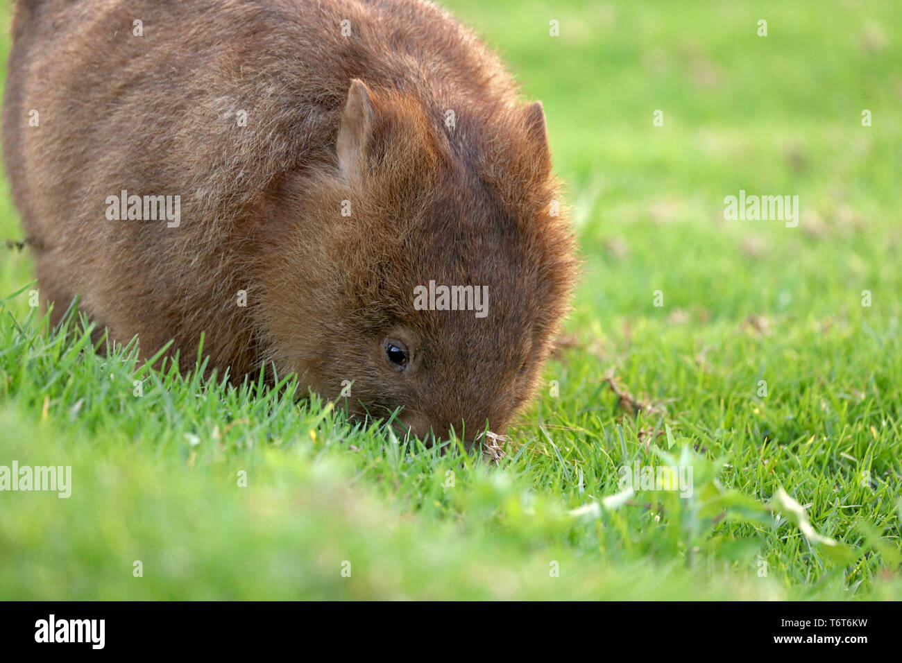 Wombat in Australia Stock Photo - Alamy