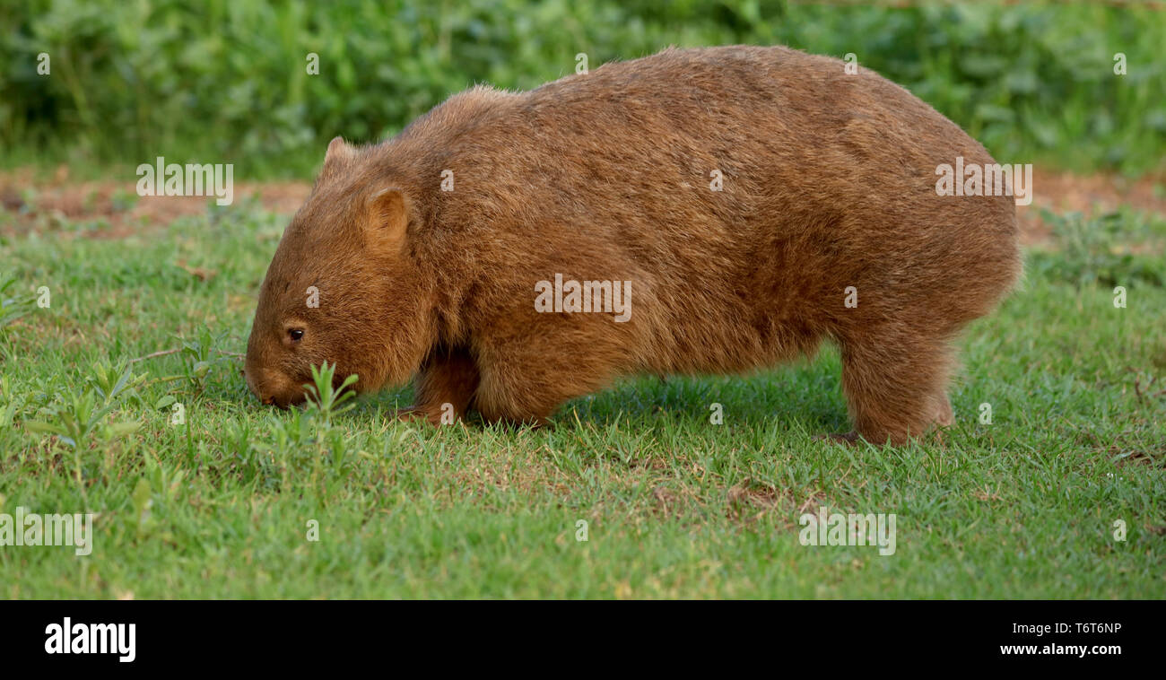 Wombat in Australia Stock Photo - Alamy