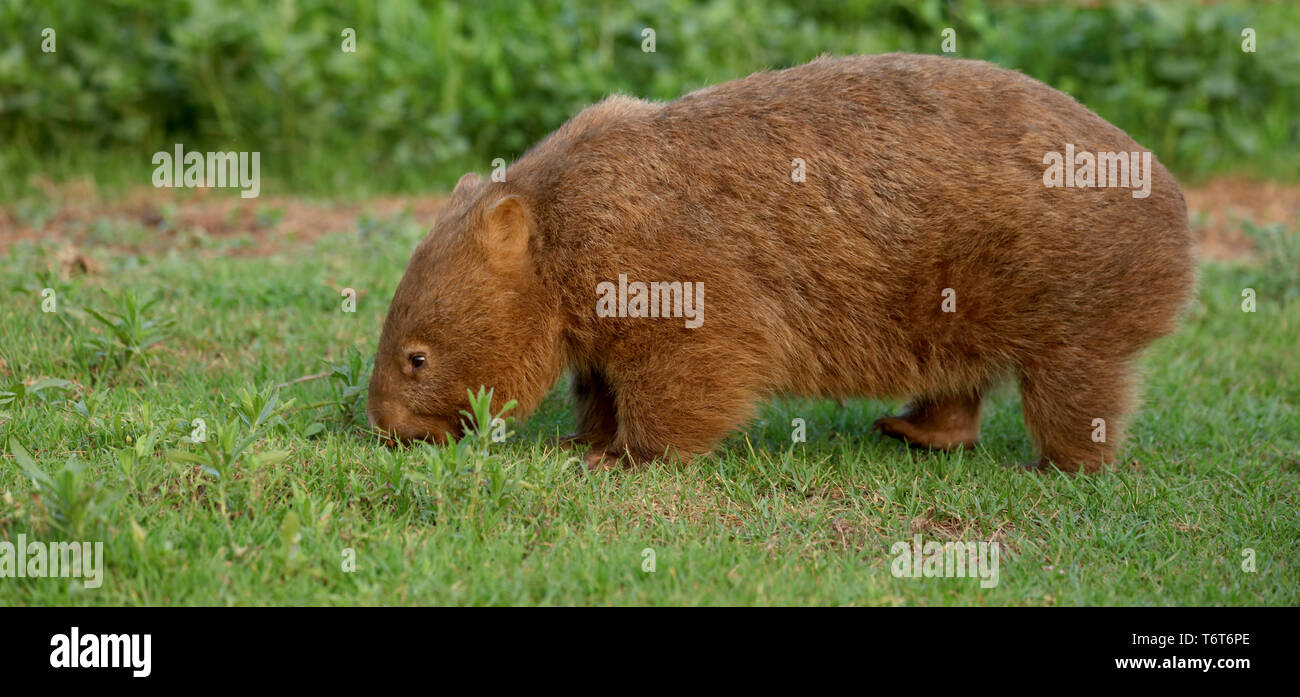 Wombat in Australia Stock Photo - Alamy