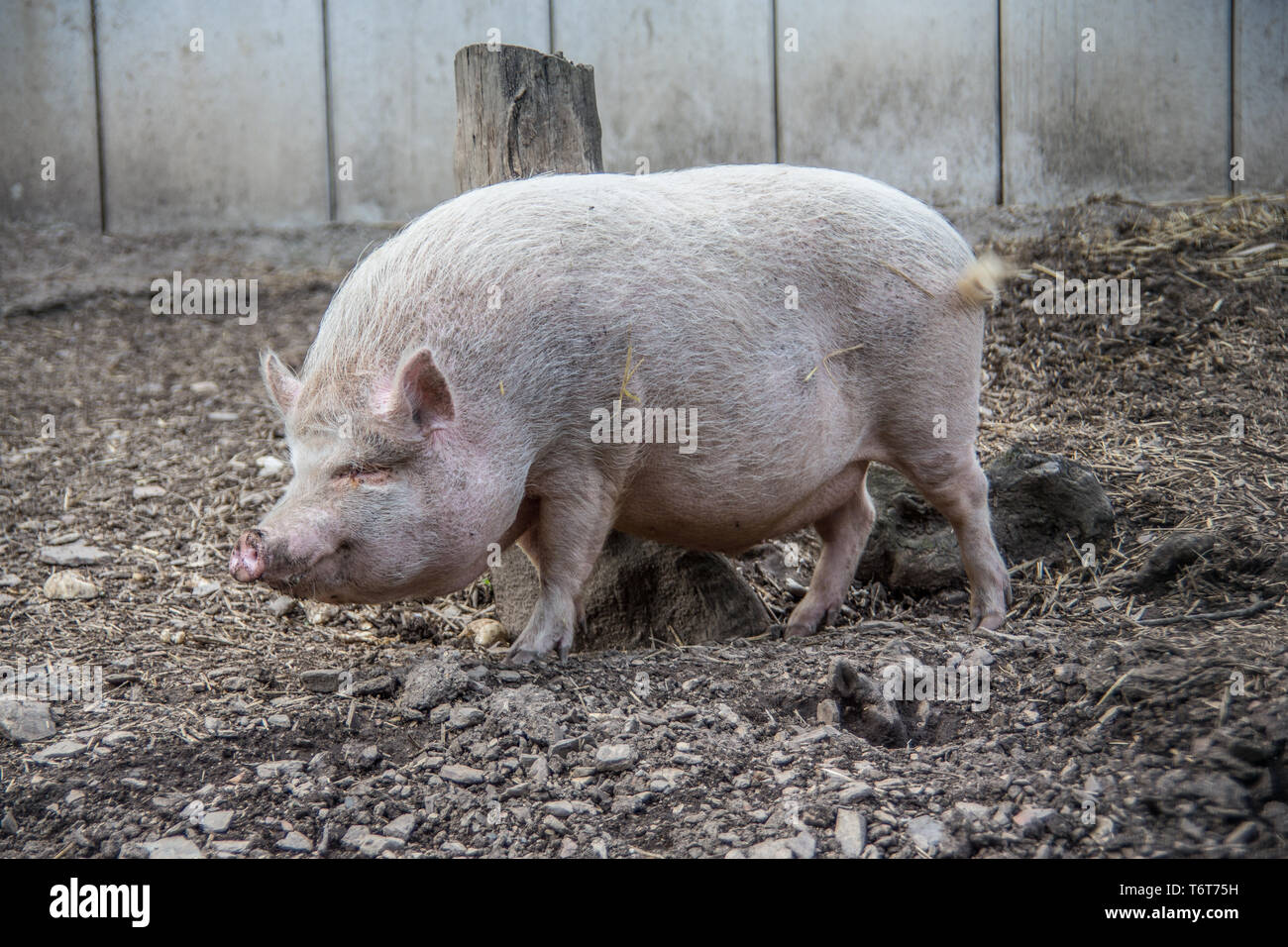 Field domestic hi-res stock photography and images - Alamy