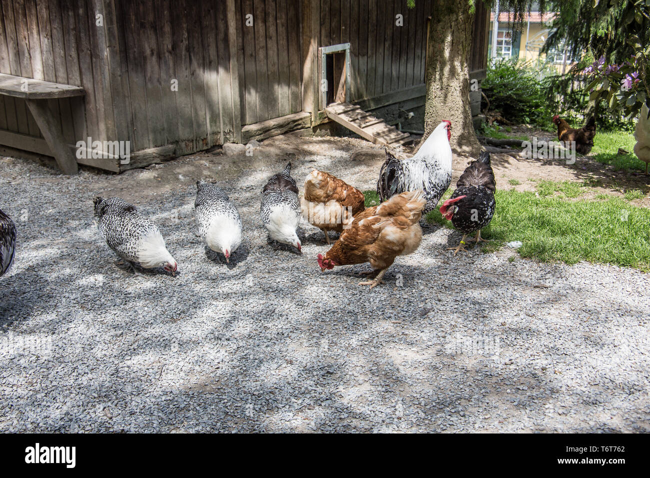 Chicken pecking on a farm Stock Photo - Alamy