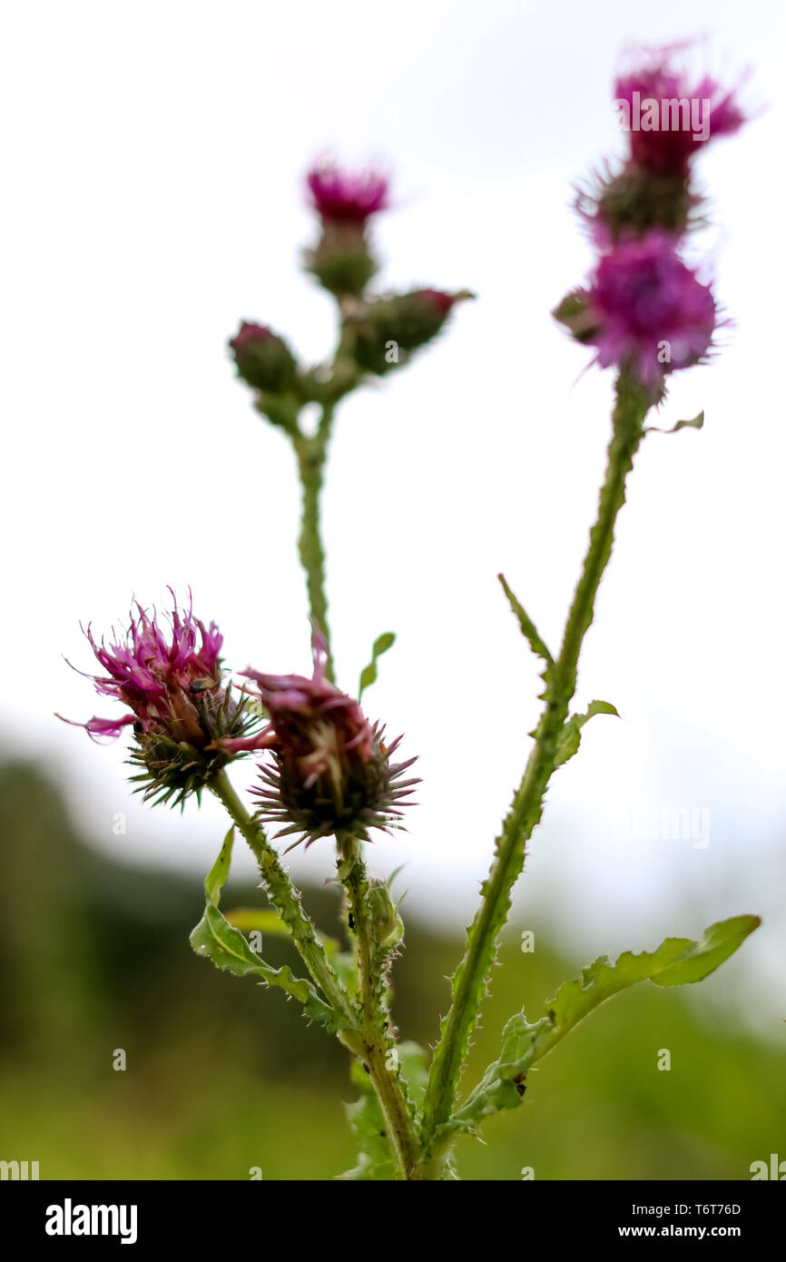 Blooming thistle on sky background Stock Photo - Alamy