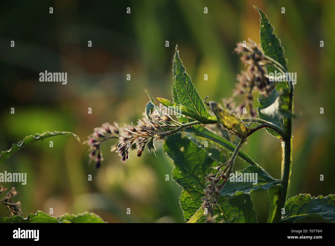 Close up weed grass flowers hi-res stock photography and images - Alamy