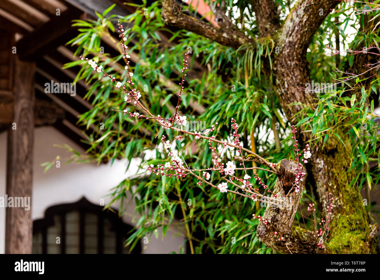 Cherry blossom sakura tree in early spring with buds blooming opening ...