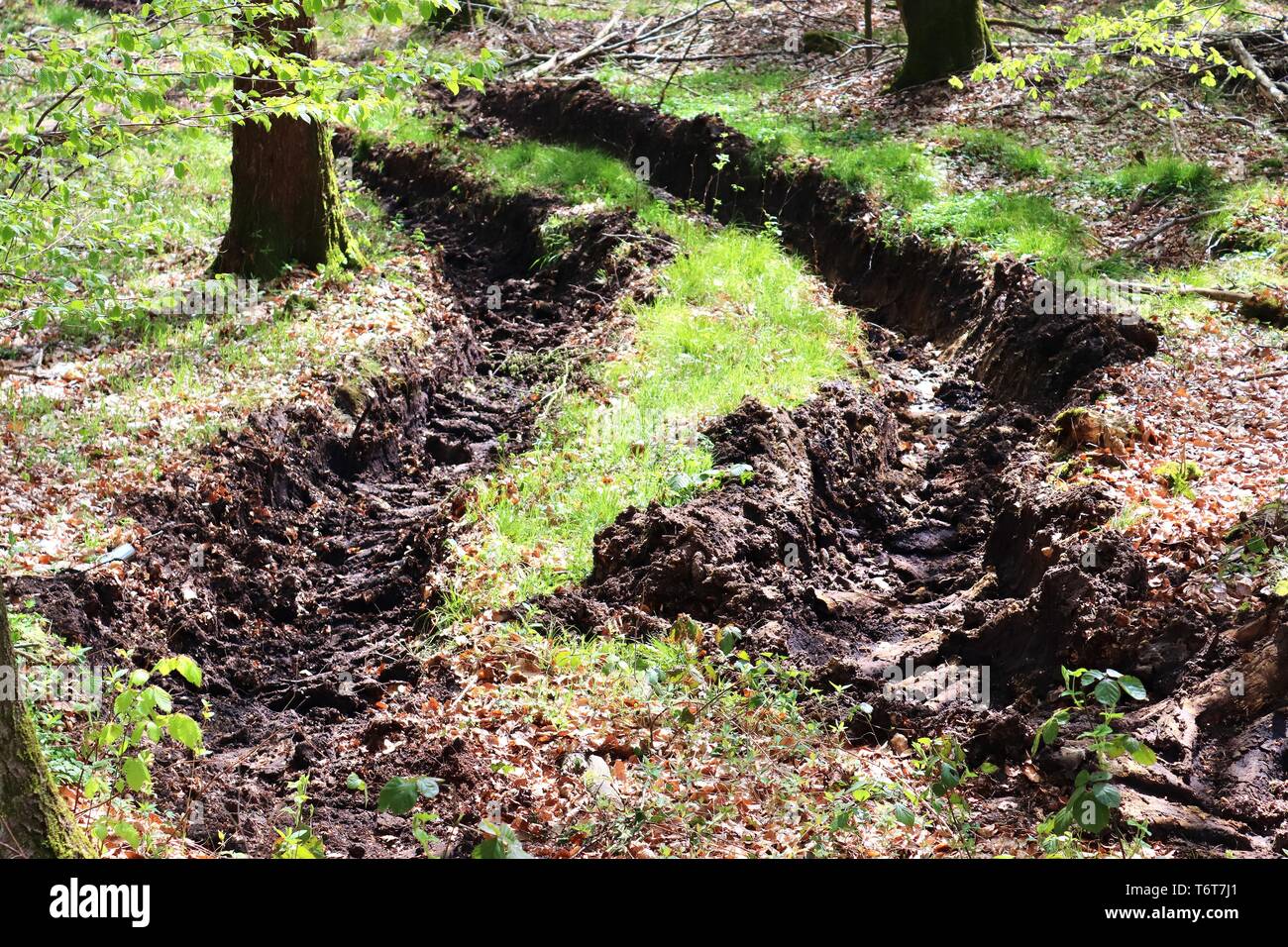 Close up surface of detailed forest ground with lots of leaves and ...