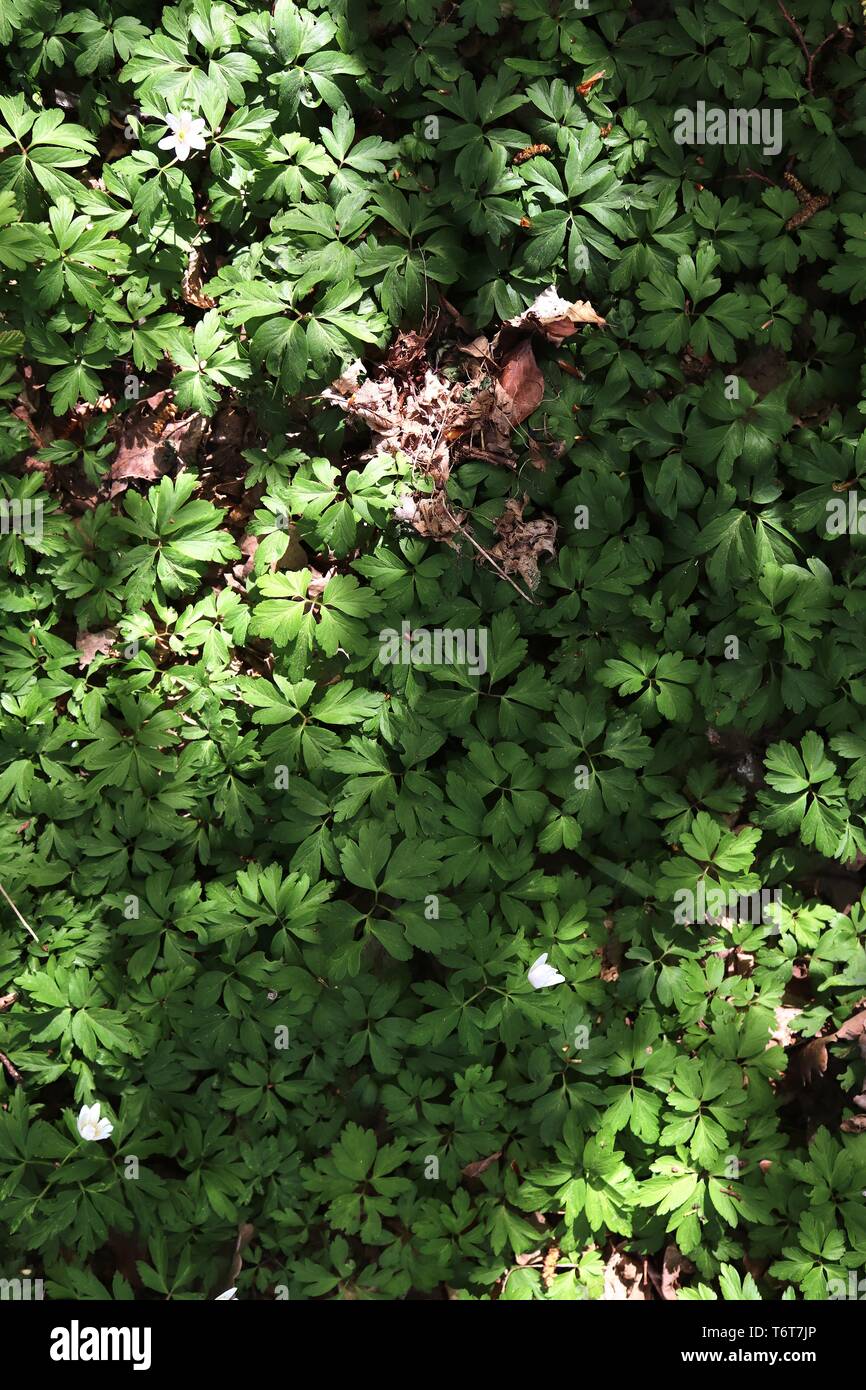 Close up surface of detailed forest ground with lots of leaves and ...