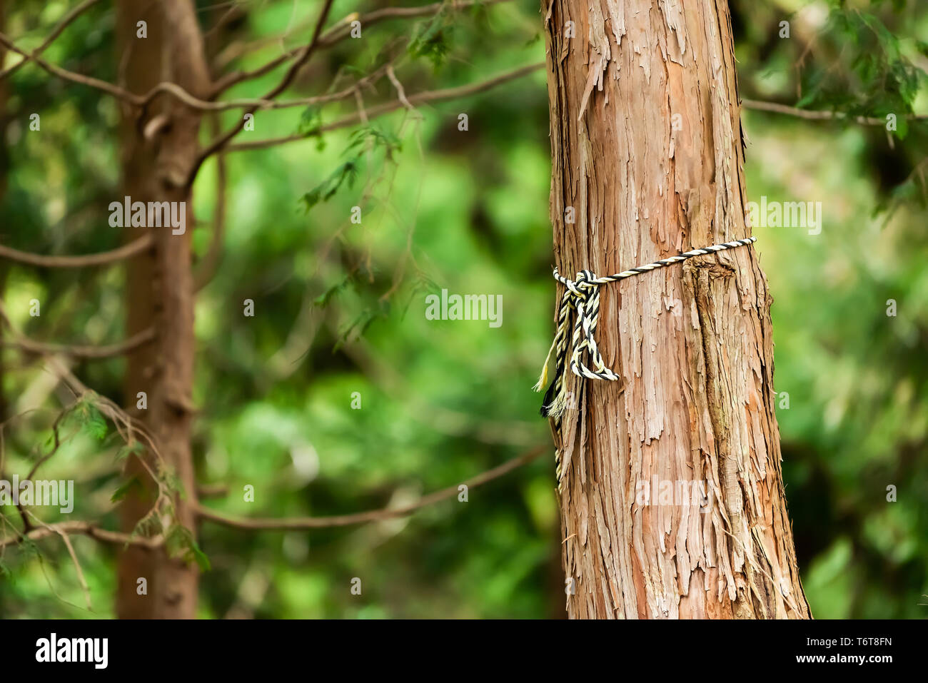 Green pine tree in early spring forest in Gifu Prefecture, Japan garden ...