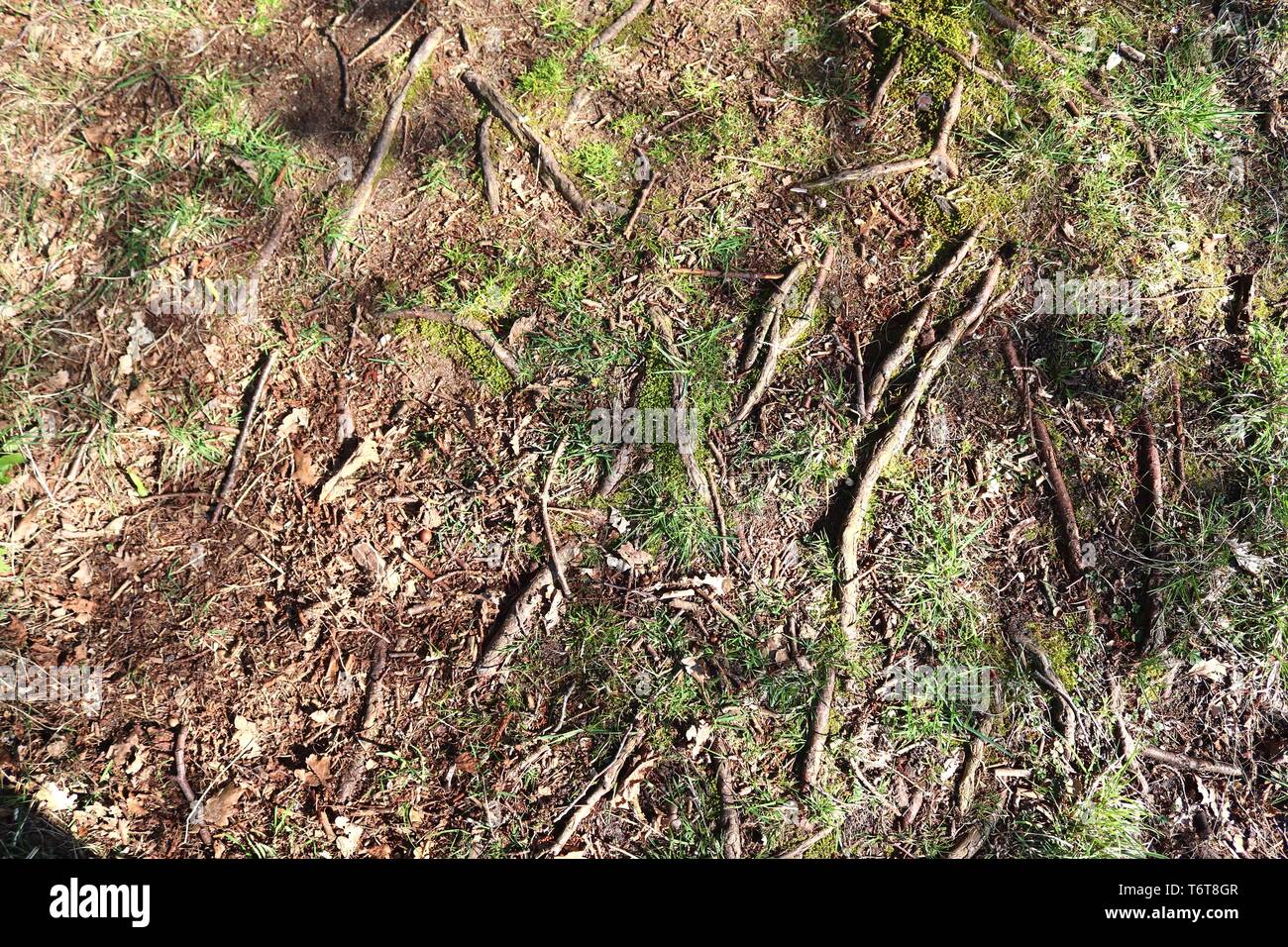 Close up surface of detailed forest ground with lots of leaves and ...