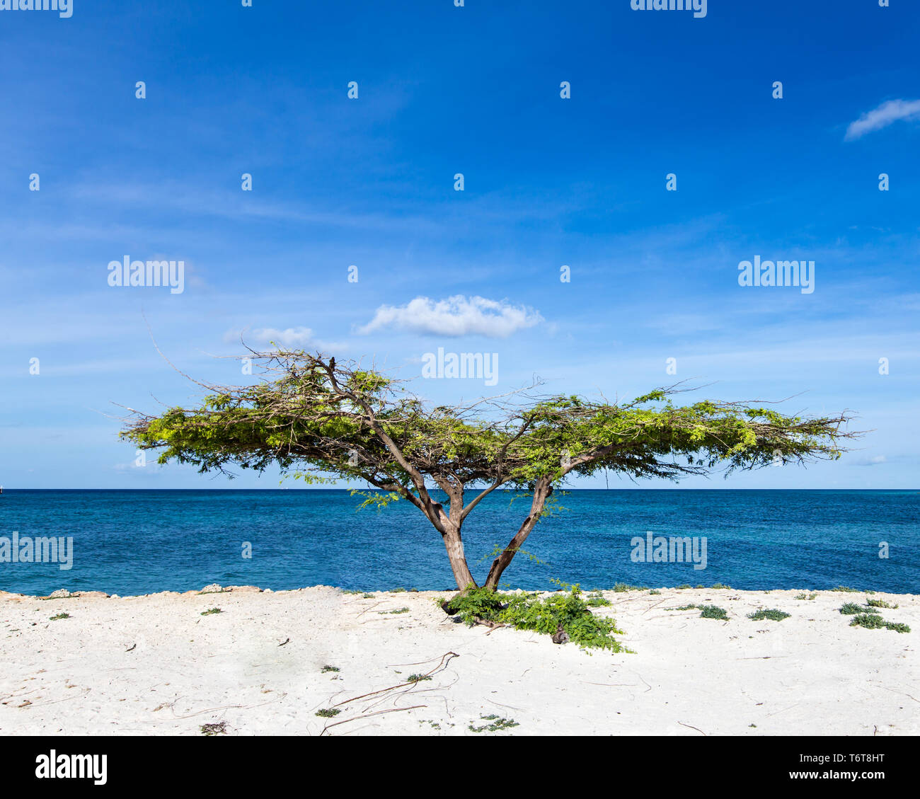 The famous Divi Divi tree is Aruba's natural compass Stock Photo - Alamy
