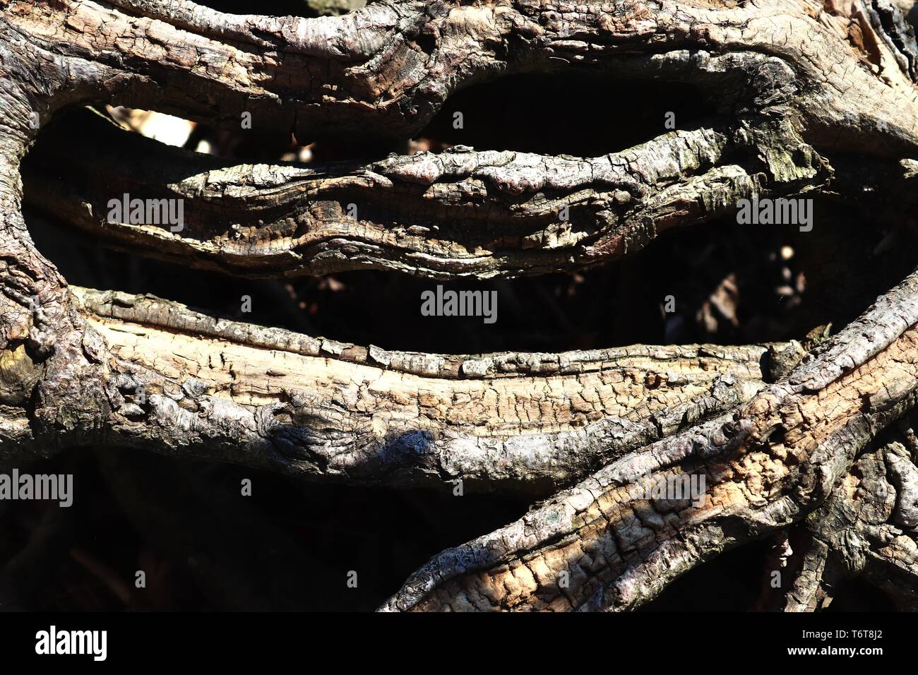 Close up surface of detailed forest ground with lots of leaves and ...