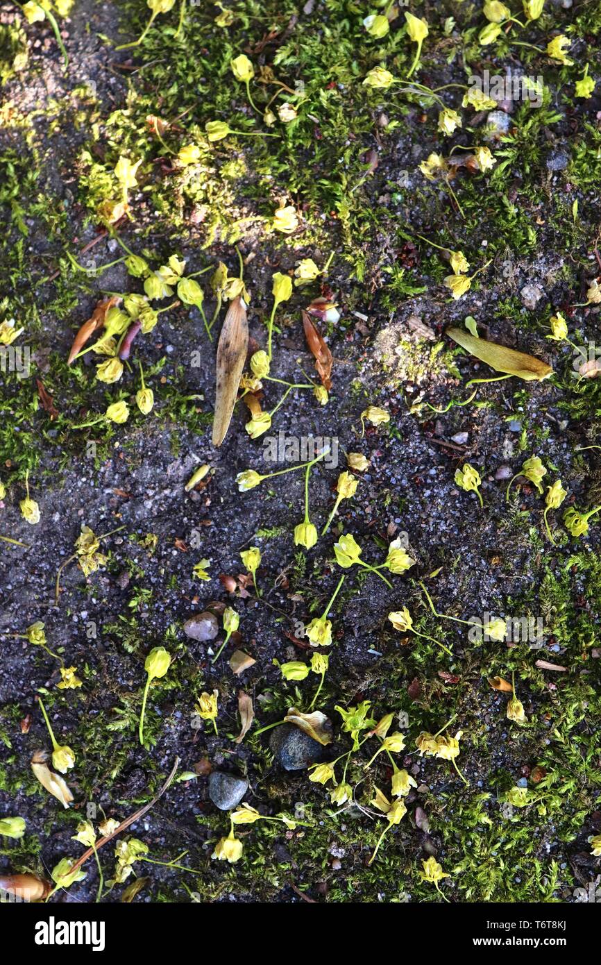 Close up surface of detailed forest ground with lots of leaves and ...