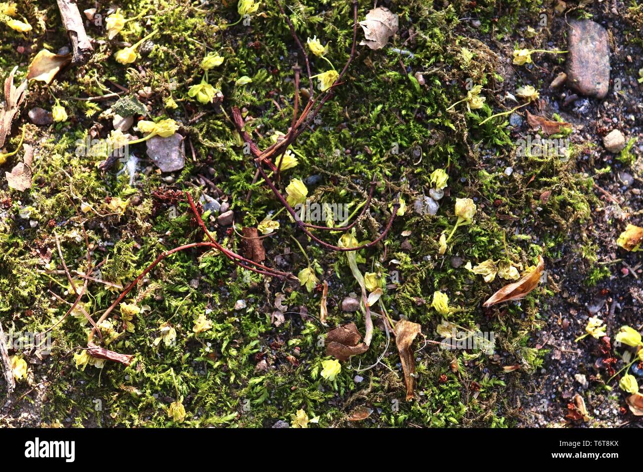 Close up surface of detailed forest ground with lots of leaves and ...