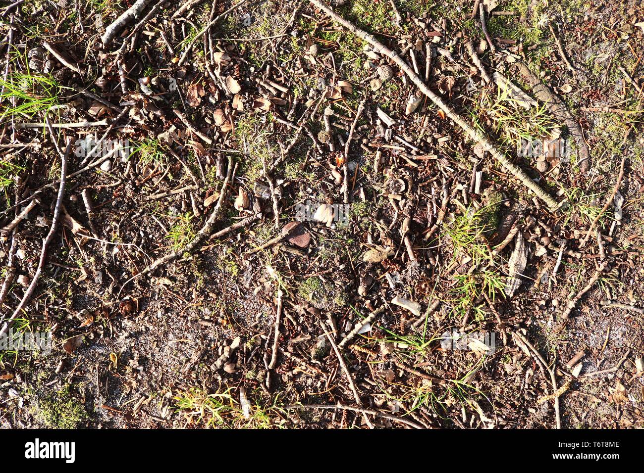 Close up surface of detailed forest ground with lots of leaves and ...