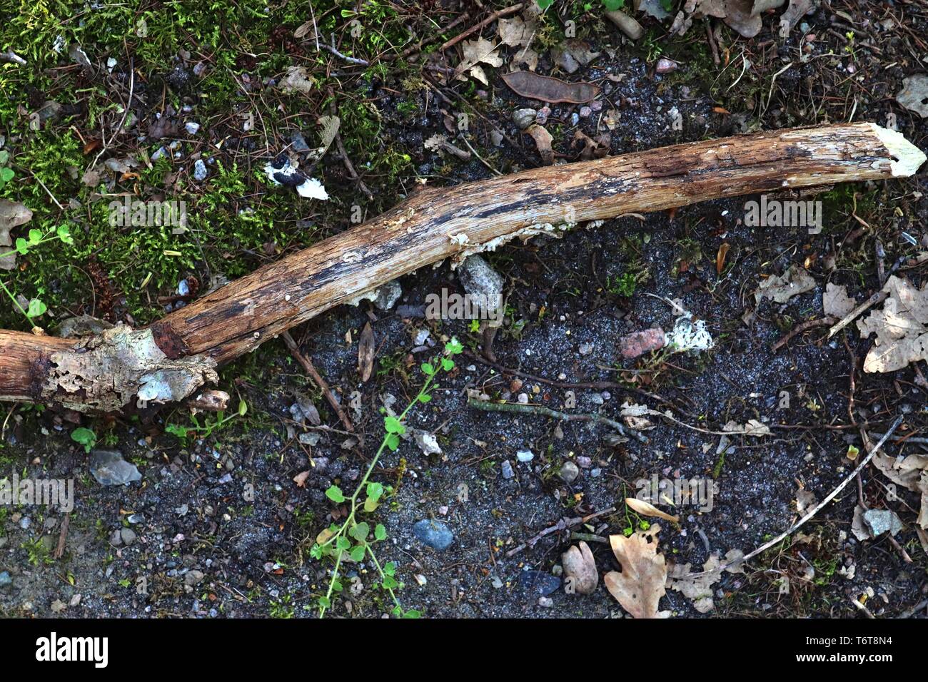 Close up surface of detailed forest ground with lots of leaves and ...