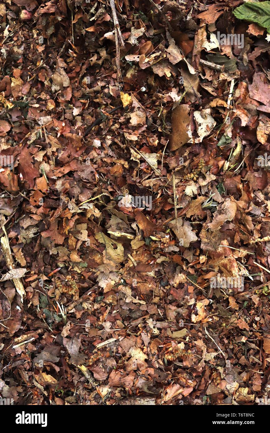 Close up surface of detailed forest ground with lots of leaves and ...