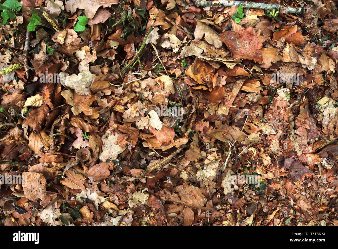 Close up surface of detailed forest ground with lots of leaves and ...