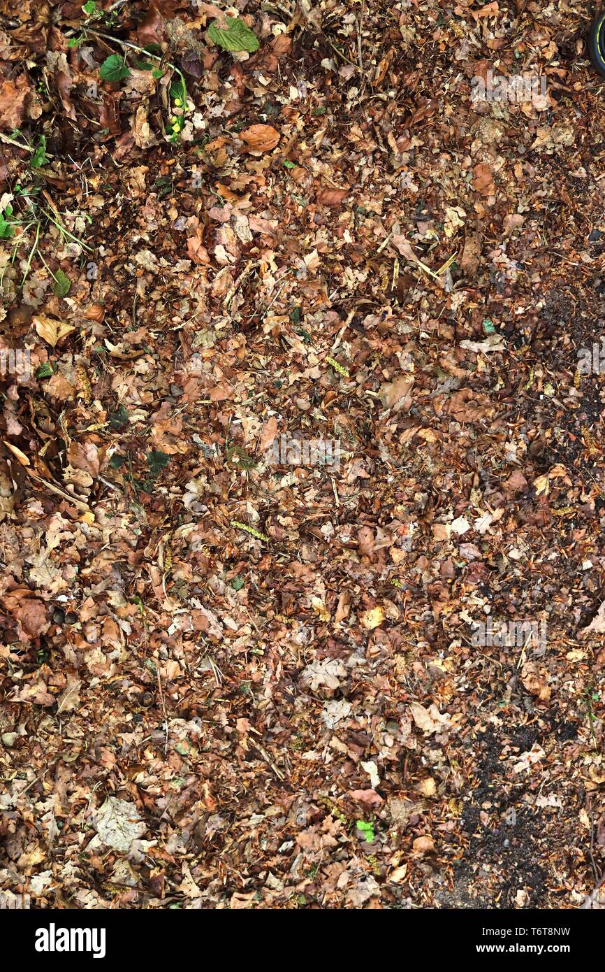 Close up surface of detailed forest ground with lots of leaves and ...