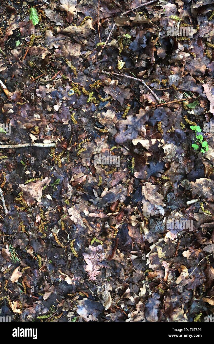 Close up surface of detailed forest ground with lots of leaves and ...