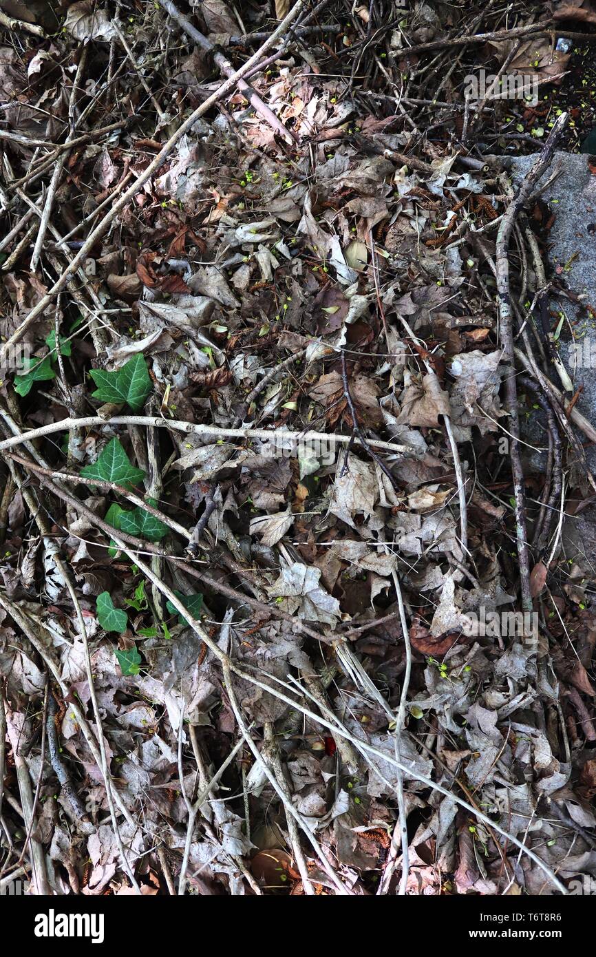 Close up surface of detailed forest ground with lots of leaves and ...