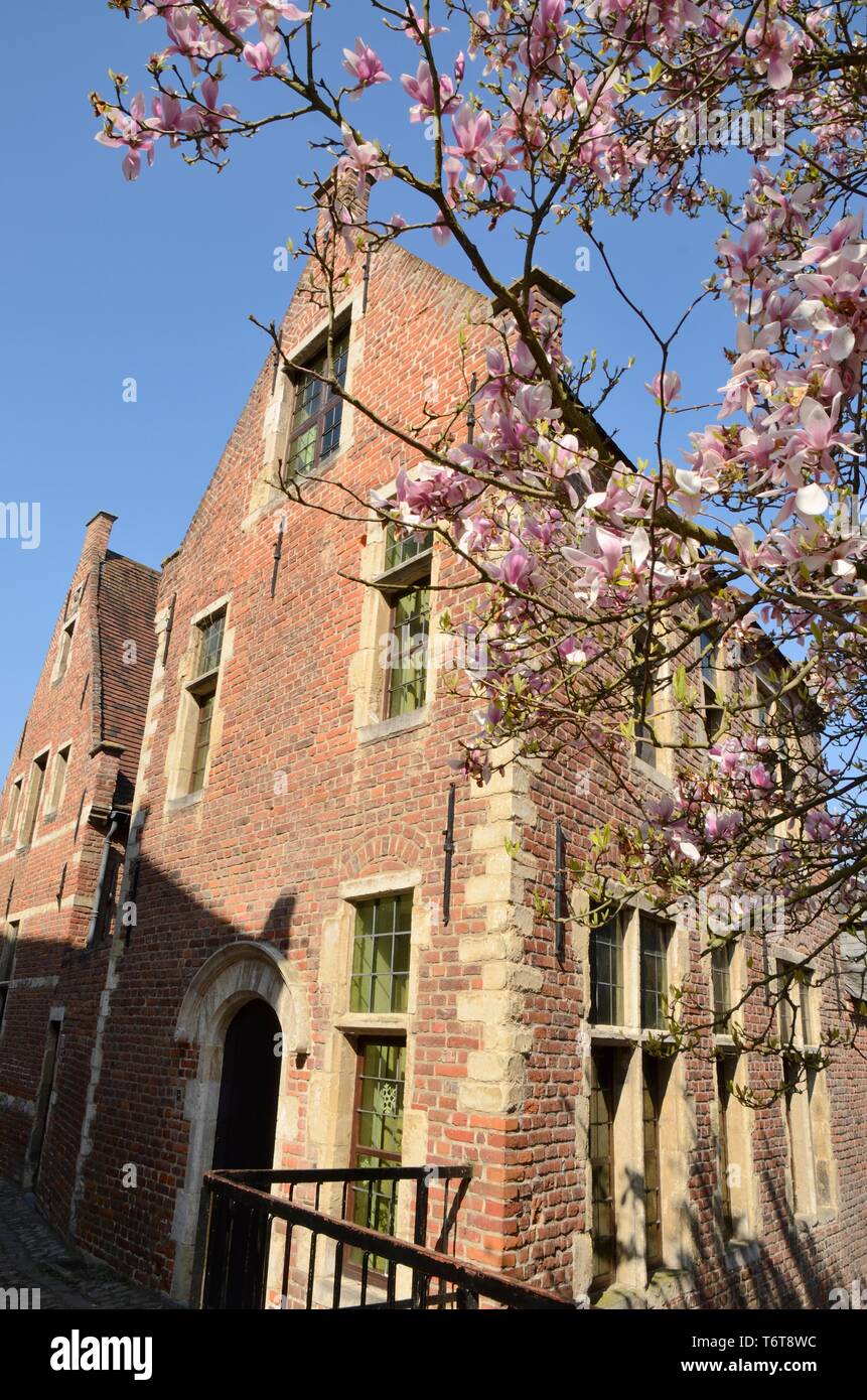 Traditional brick buildings and pink tree at the Great Beguinage in ...