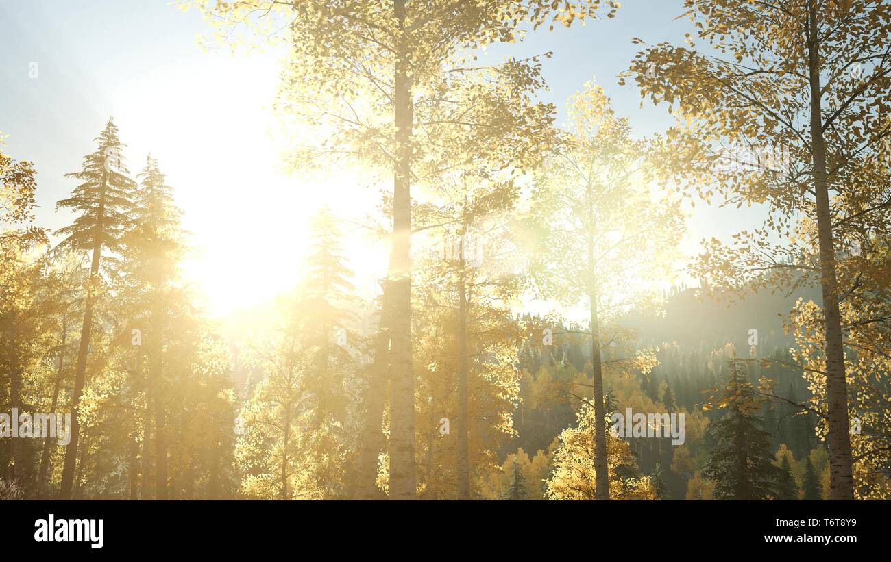 Sun Shining Through Pine Trees in Mountain Forest Stock Photo - Alamy